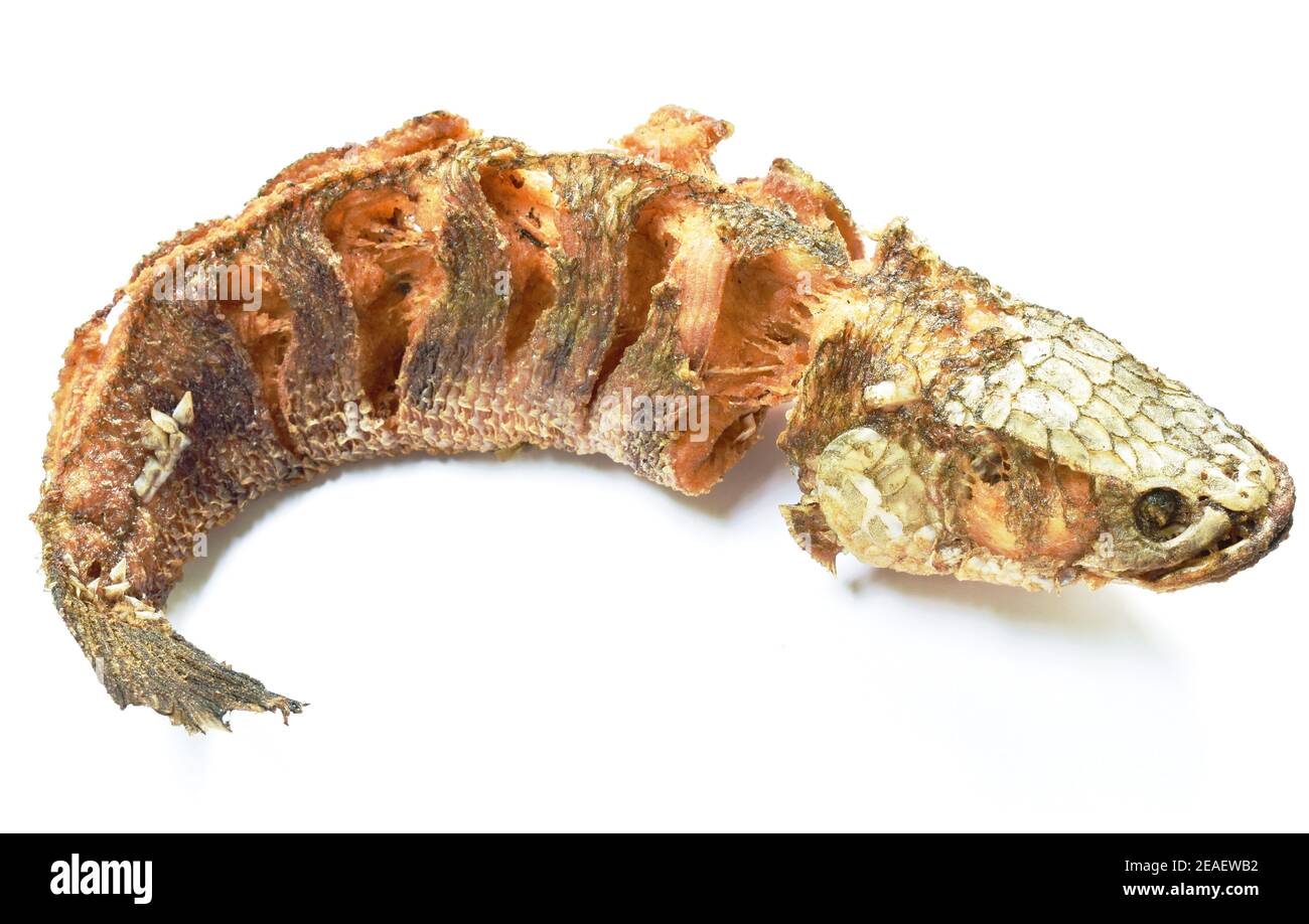 deep fried striped snake head fish with salt on white background Stock ...