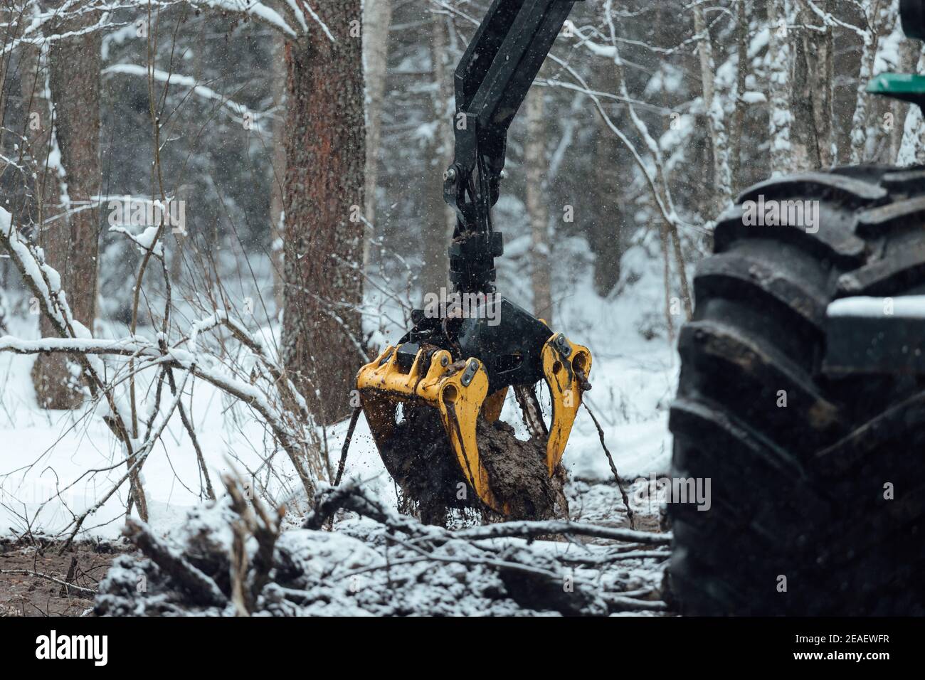 harvester cuts down trees, industrial harvesting of wood with the help ...