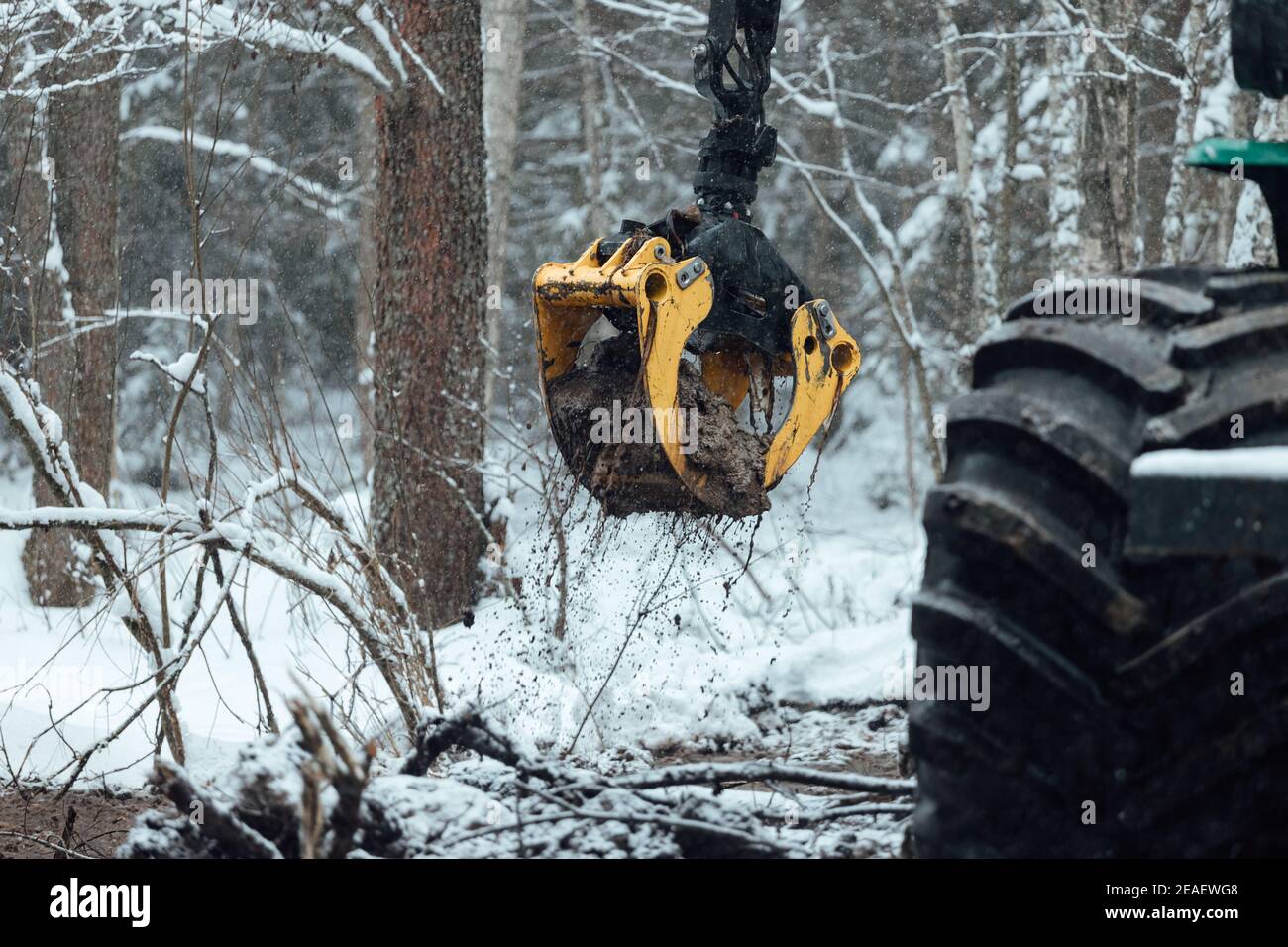 harvester cuts down trees, industrial harvesting of wood with the help ...
