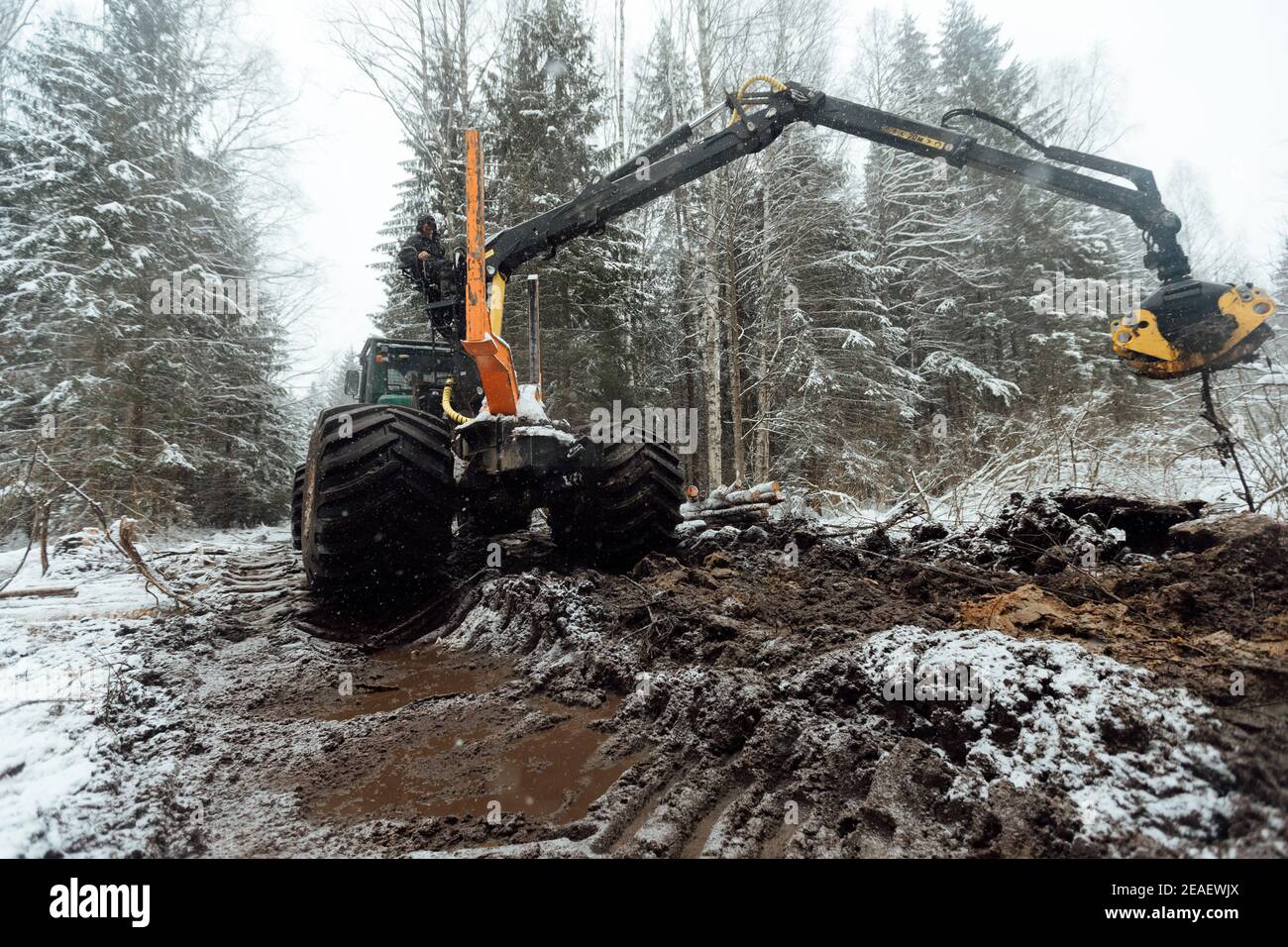 harvester cuts down trees, industrial harvesting of wood with the help ...