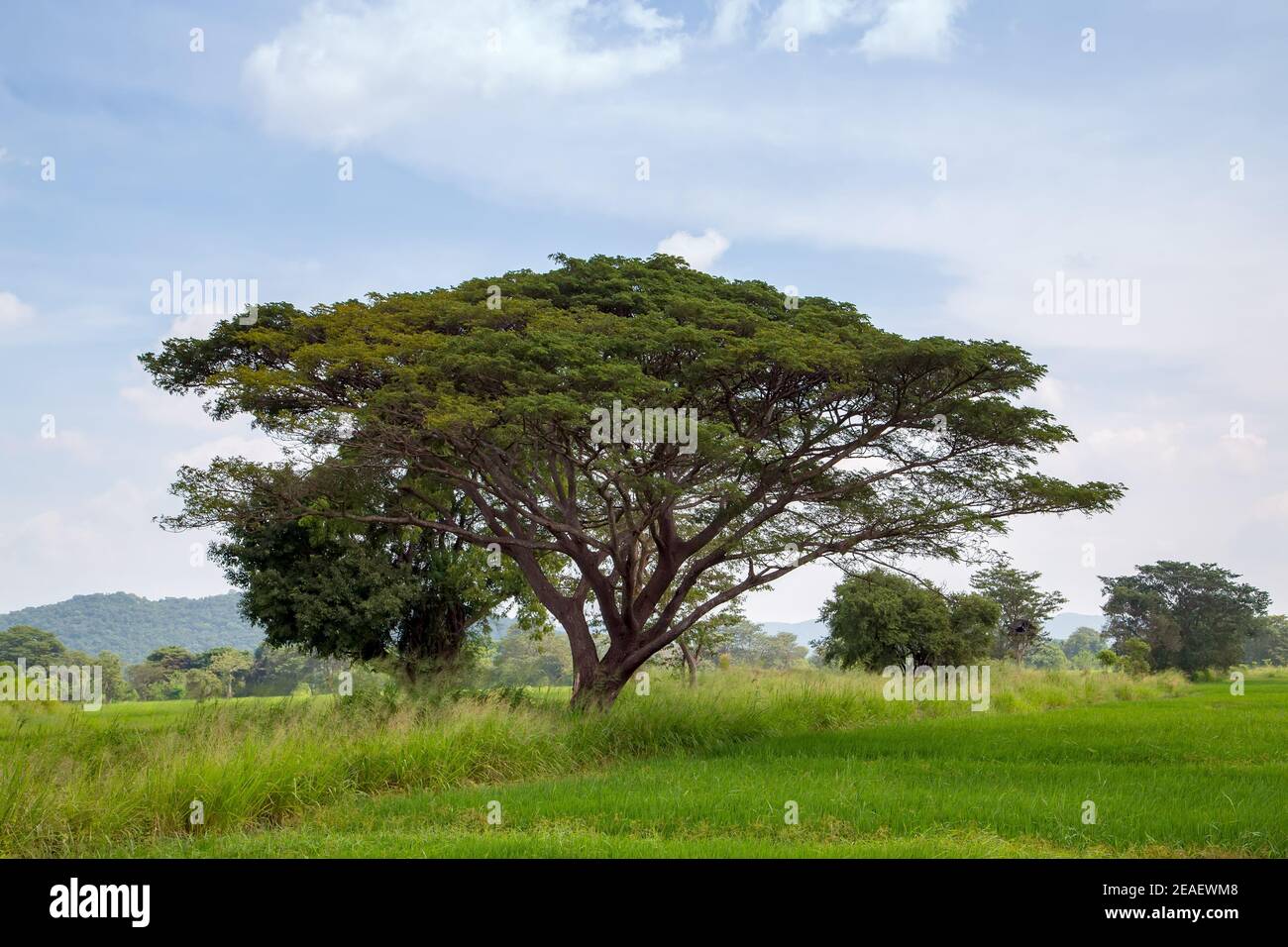 green tree on a panoramic landscape Stock Photo - Alamy