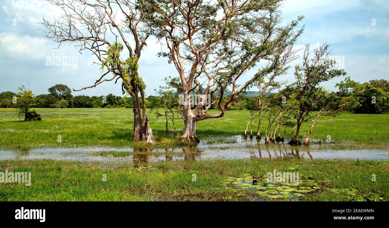 ceylon green landscape tropical trees in Sri Lanka Stock Photo - Alamy