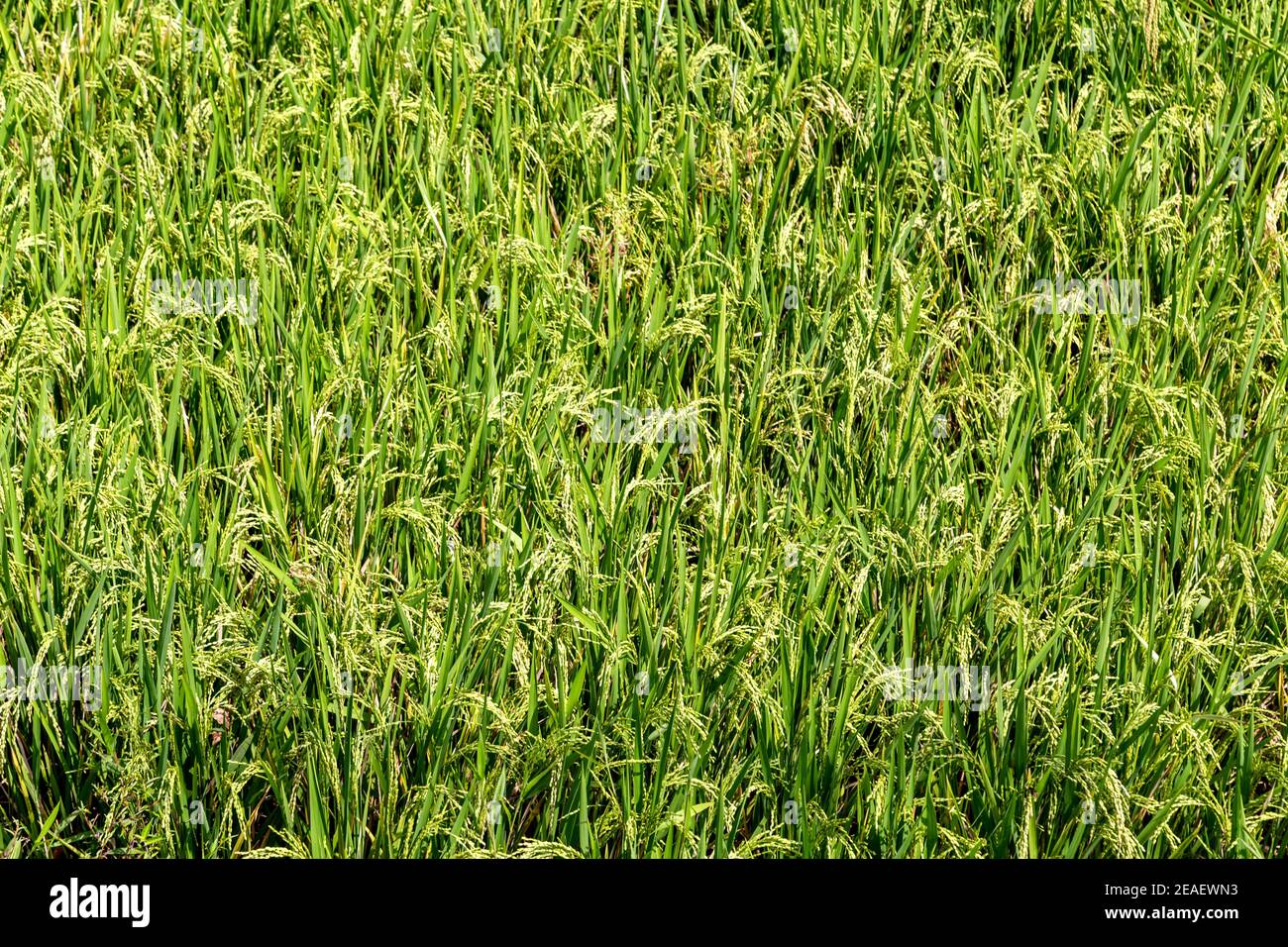 rice field farmer background agriculture Stock Photo - Alamy