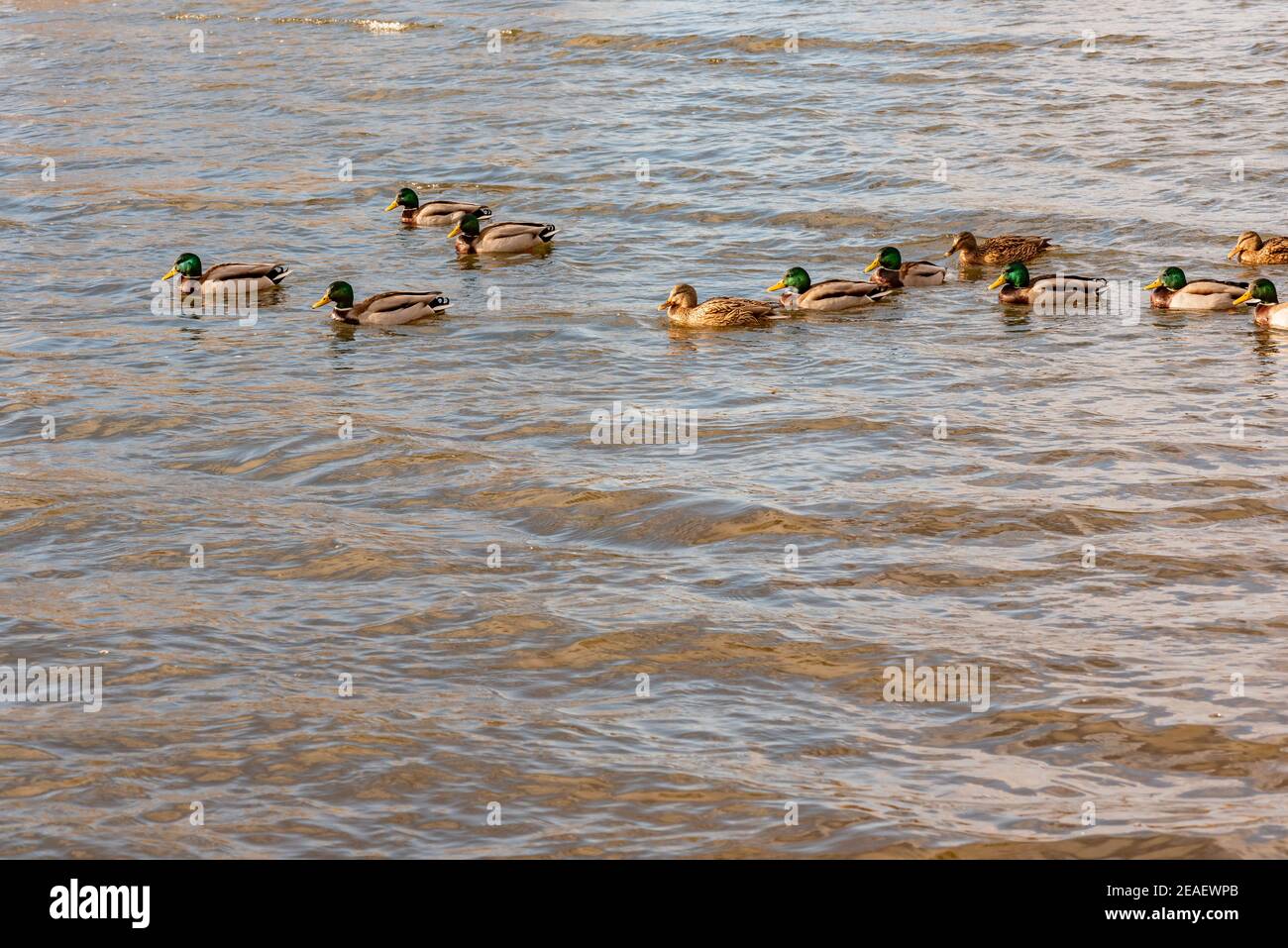 Ducks swim on the river. water texture with sun flare, small waves ...
