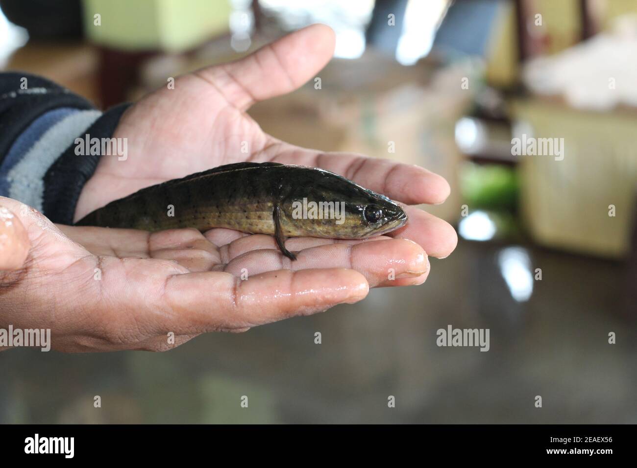 Murrel fish hi-res stock photography and images - Alamy