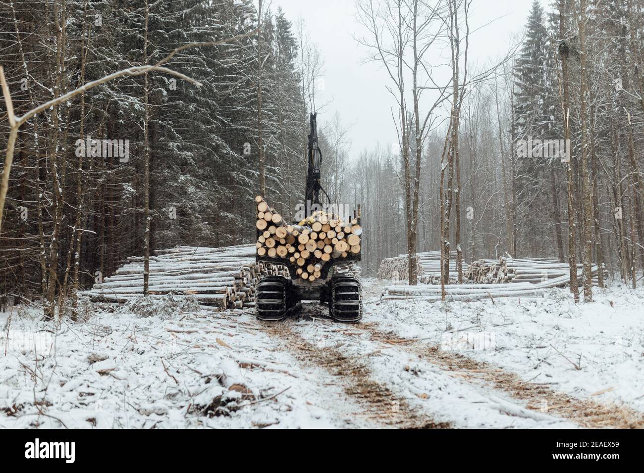 Taiga Deforestation High Resolution Stock Photography and Images - Alamy