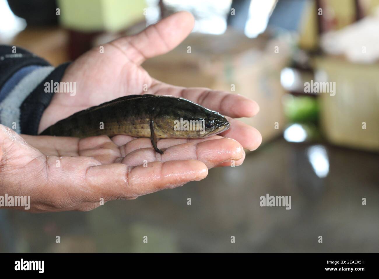 Channa fish eating hi-res stock photography and images - Alamy