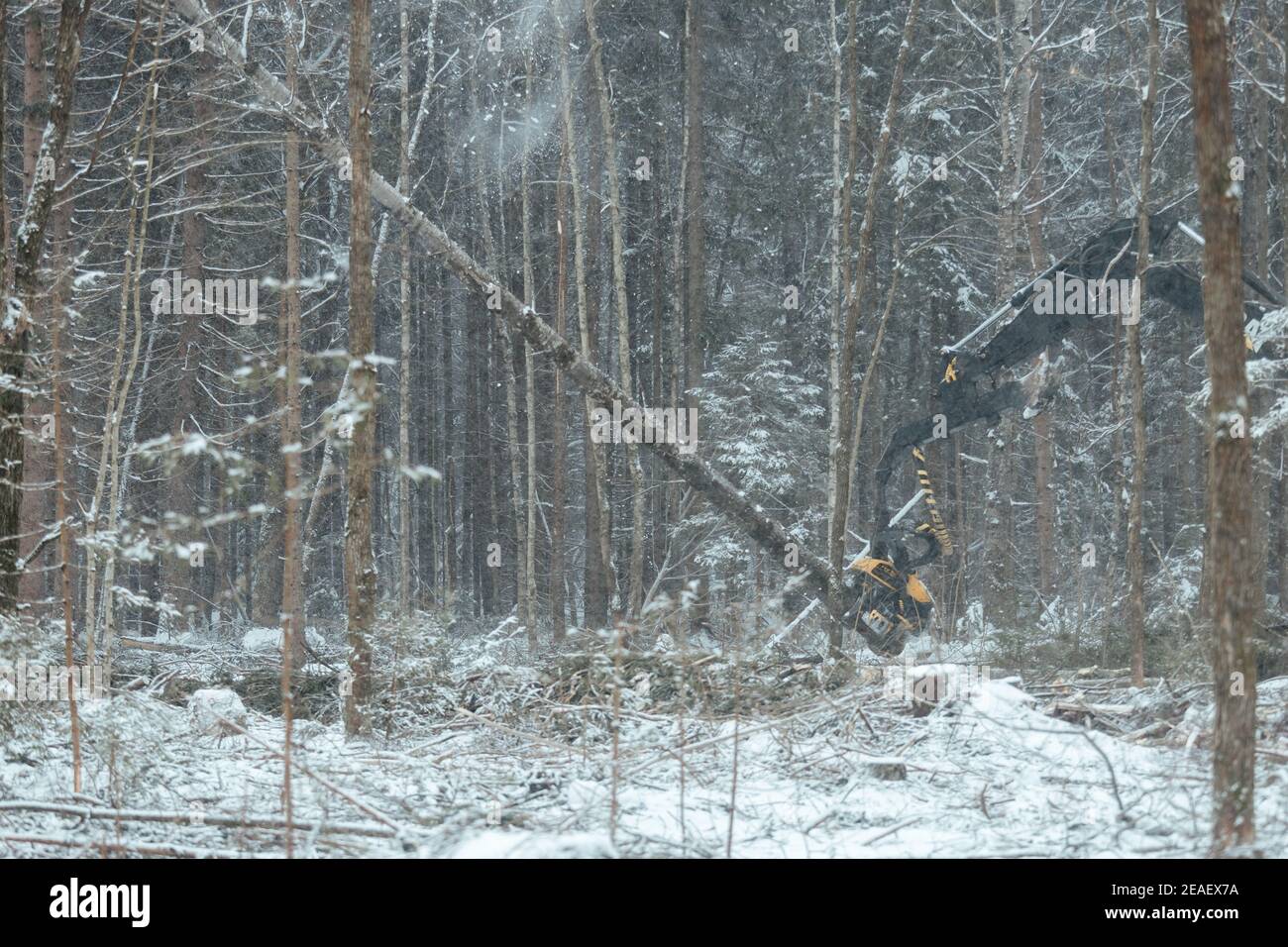 harvester cuts down trees, industrial harvesting of wood with the help ...