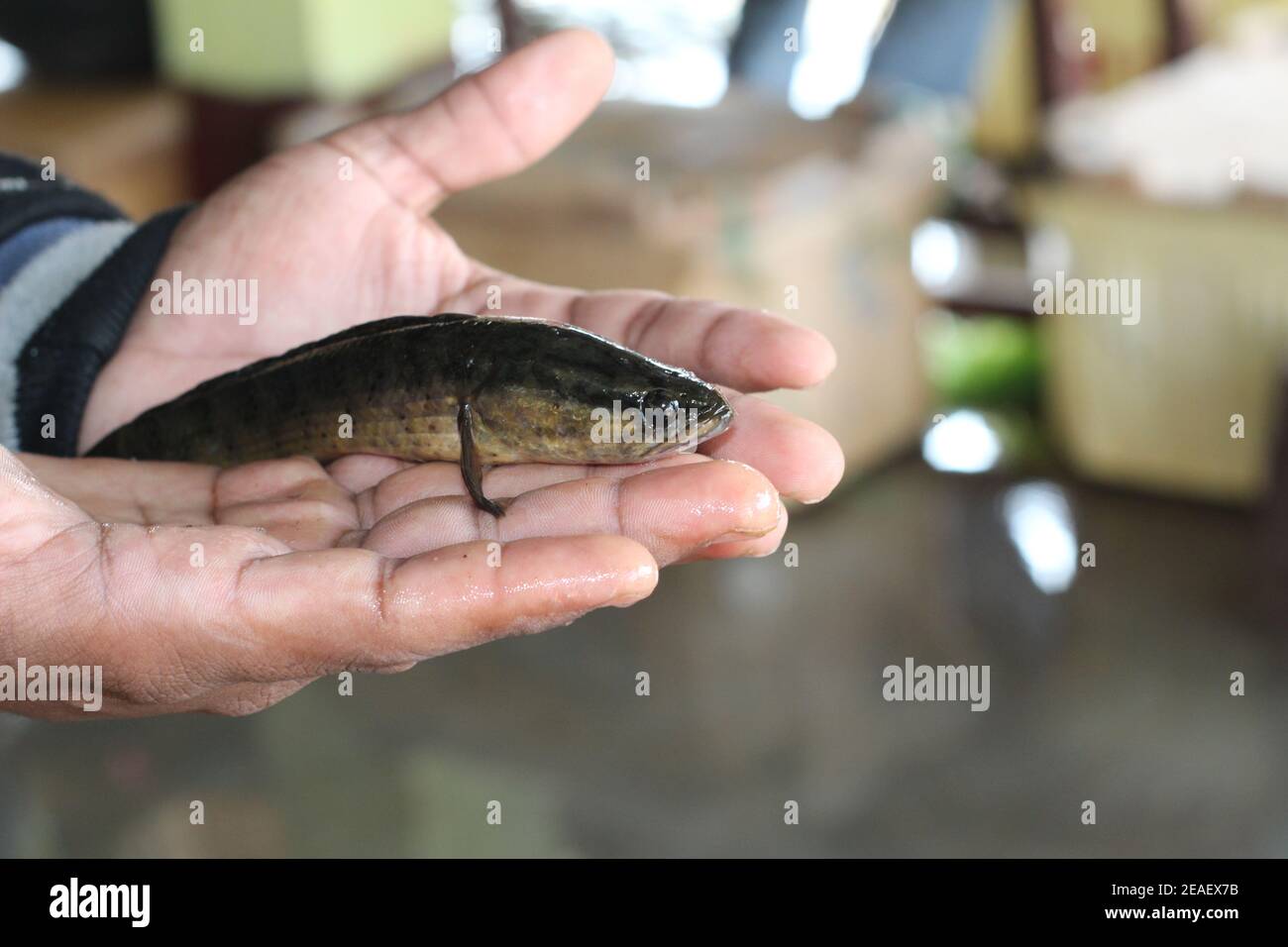snakehead murrel fish in hand murrel fish culture in india nutrion rich ...