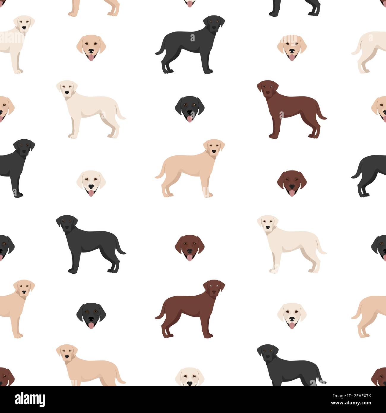 Labrador retriever dogs in different poses and coat colors. Seamless ...