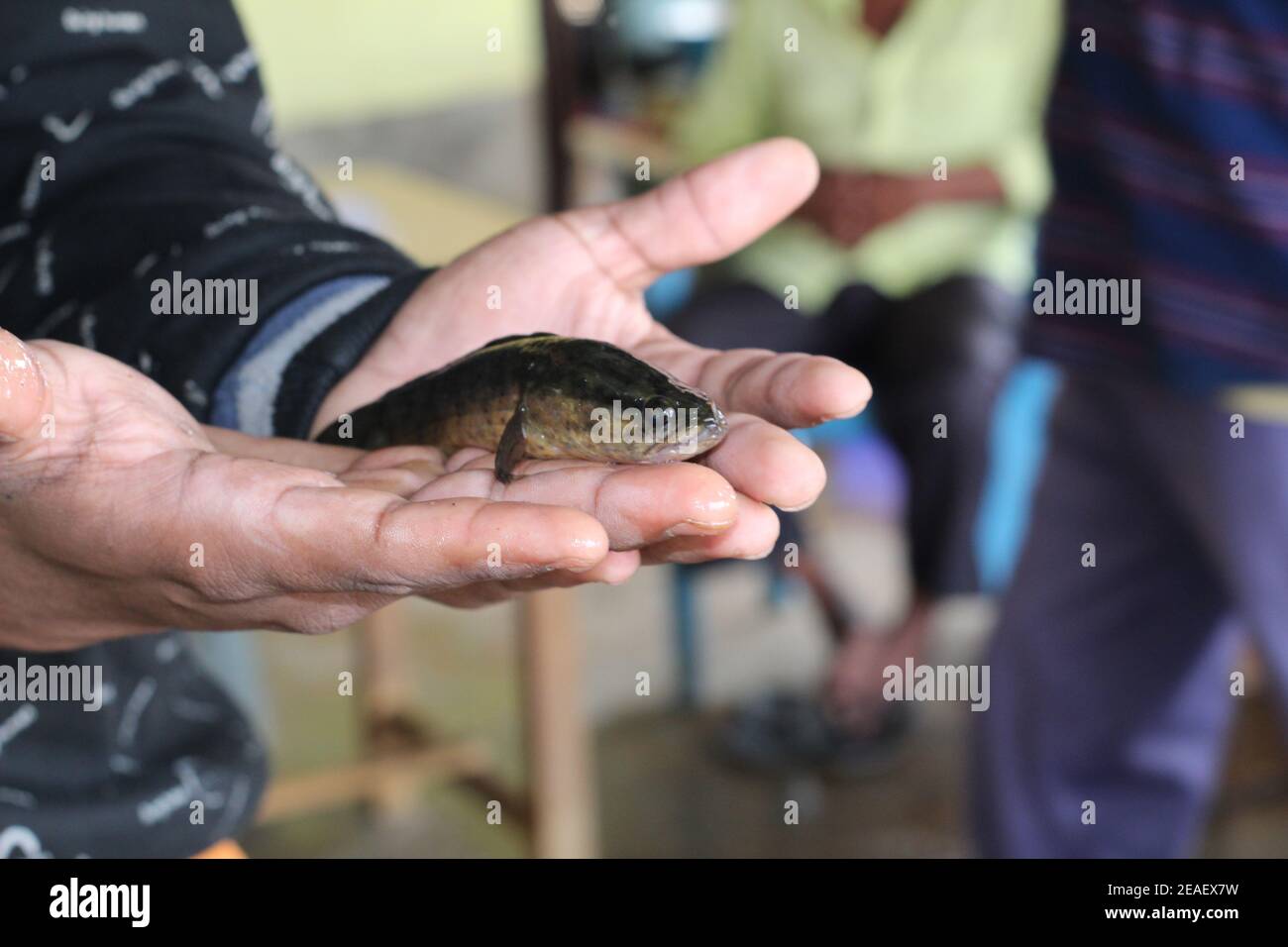 Murrel fish hi-res stock photography and images - Alamy