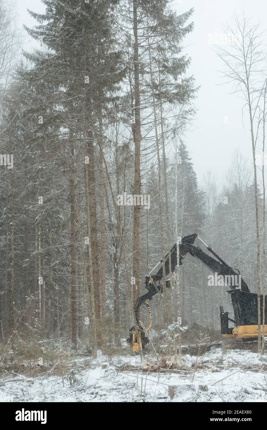 harvester cuts down trees, industrial harvesting of wood with the help ...