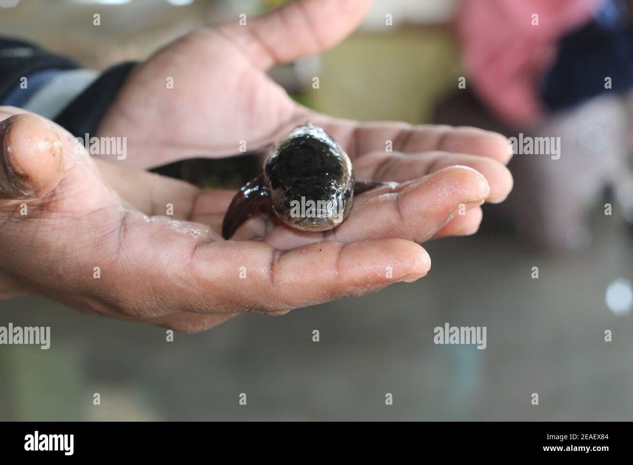 Murrel fish hi-res stock photography and images - Alamy