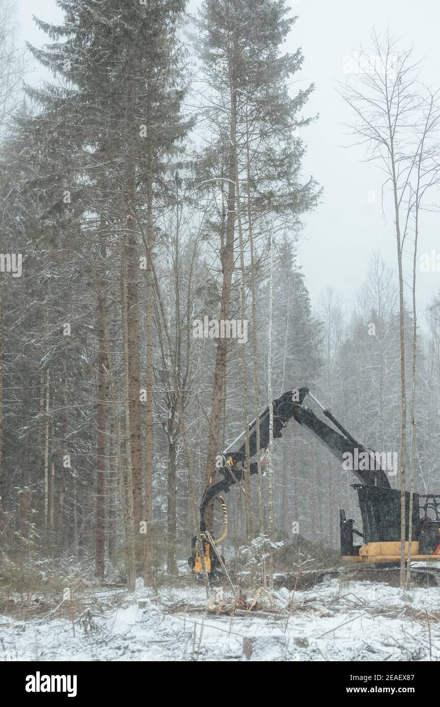 harvester cuts down trees, industrial harvesting of wood with the help ...