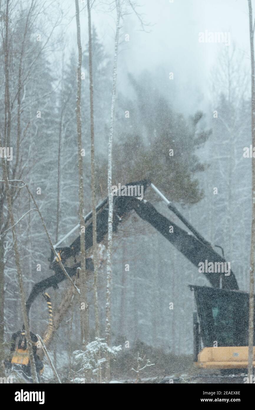 harvester cuts down trees, industrial harvesting of wood with the help ...