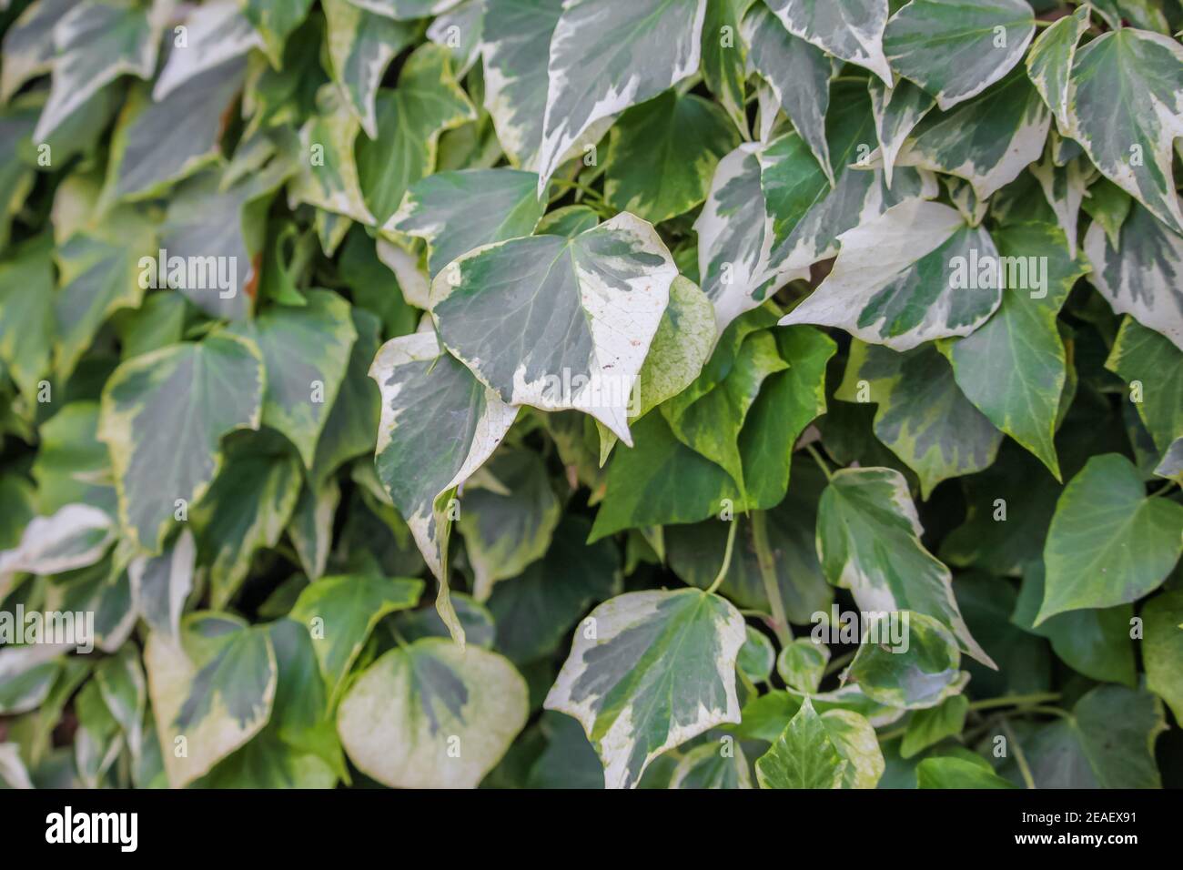 Colchis forest hi-res stock photography and images - Alamy