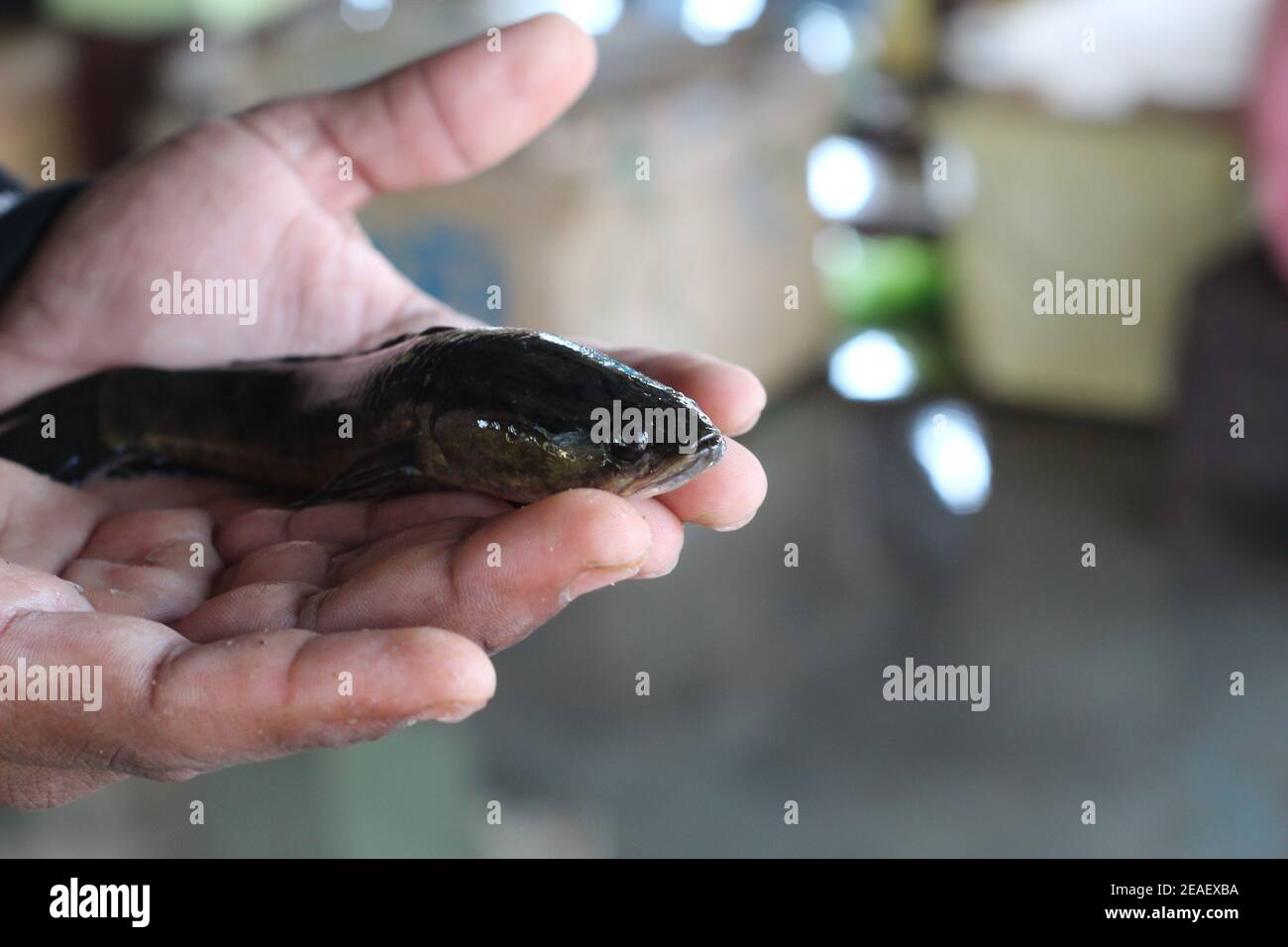 snakehead murrel fish in hand murrel fish culture in india nutrion rich ...