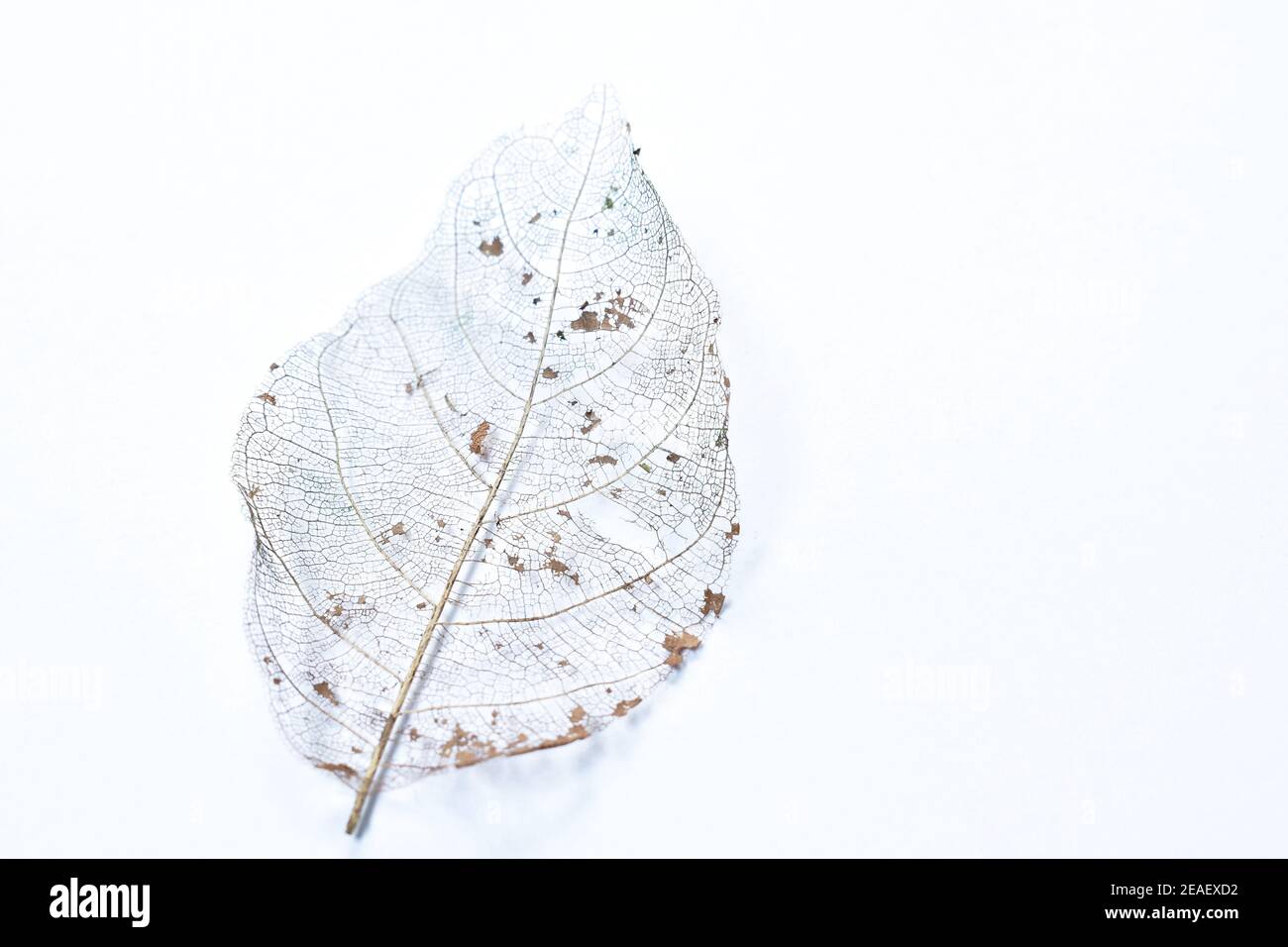 dry leaf decompose structure on white background Stock Photo - Alamy