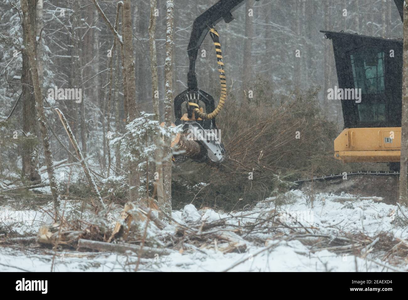 harvester cuts down trees, industrial harvesting of wood with the help ...