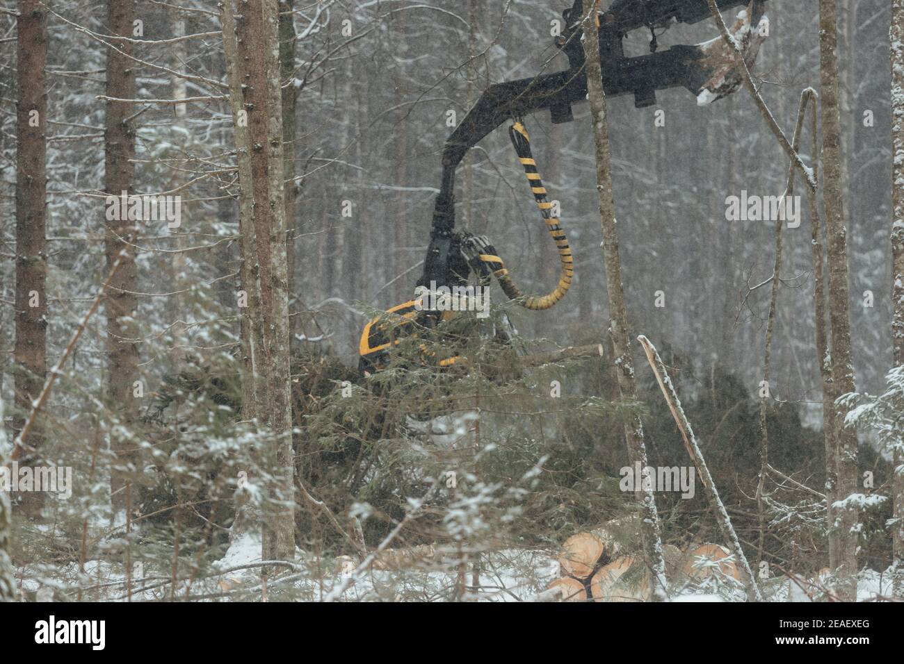 harvester cuts down trees, industrial harvesting of wood with the help ...