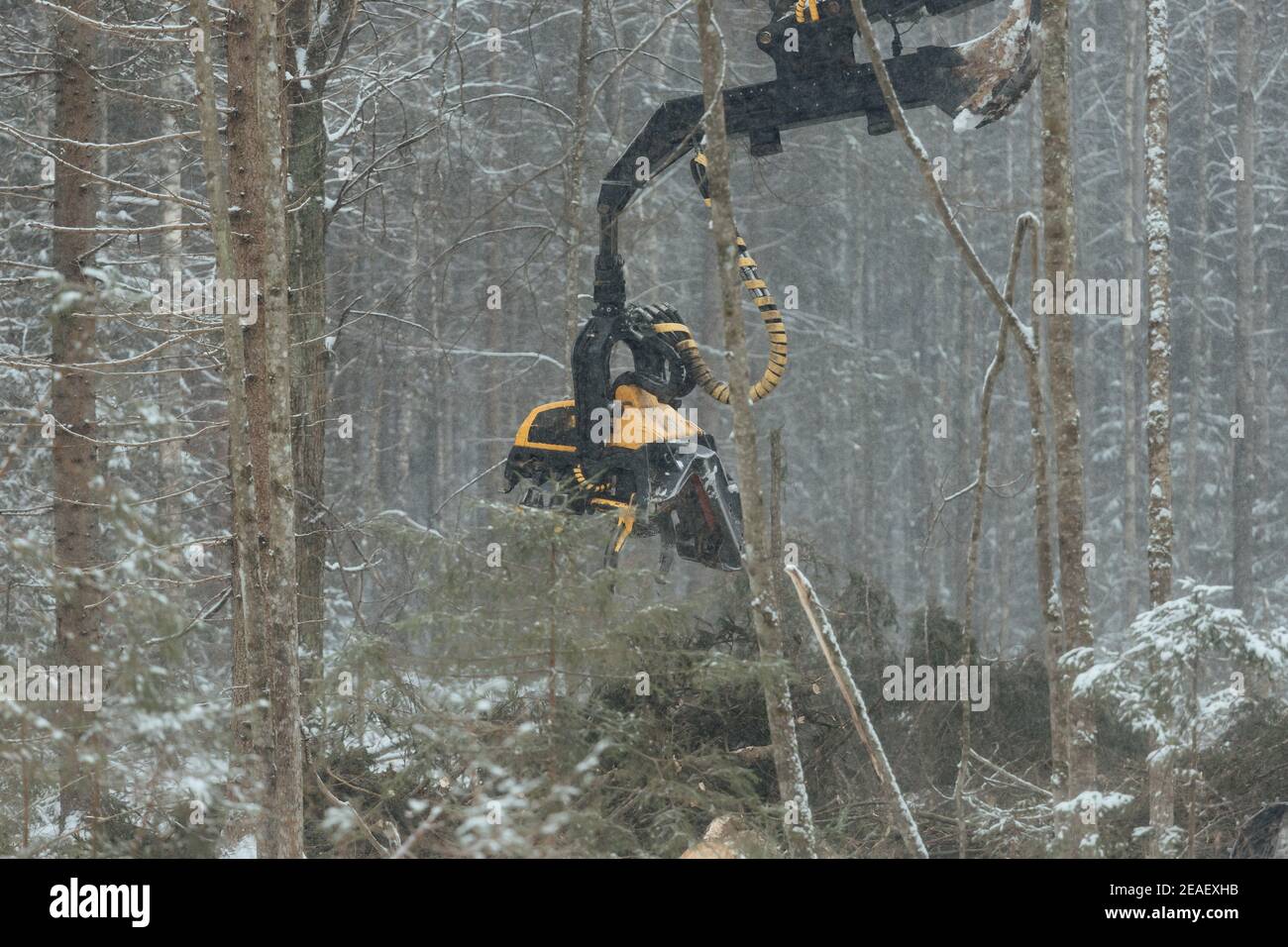 Rainforest logging harvester hi-res stock photography and images - Alamy