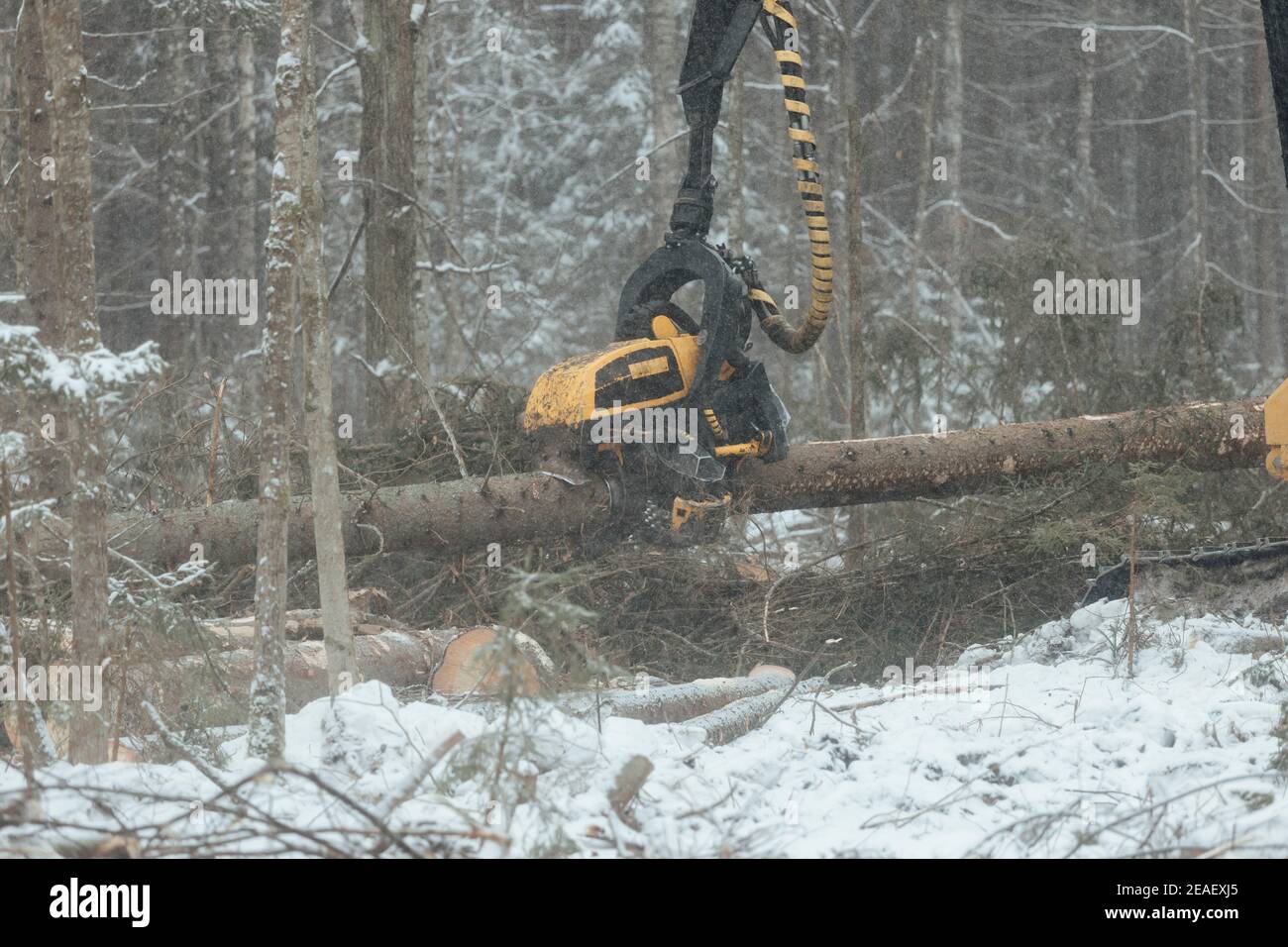 harvester cuts down trees, industrial harvesting of wood with the help ...