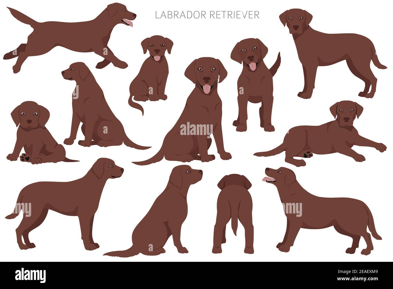Labrador retriever dogs in different poses and coat colors. Adult and ...