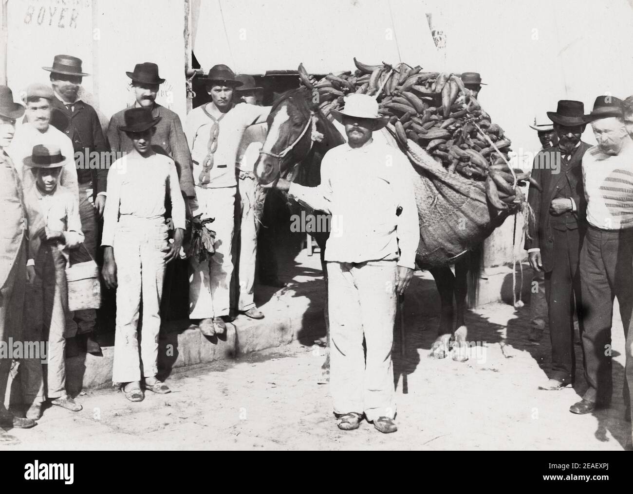 c.1900 photograph - Cuba: horse loaded with vegetables, farmer, farming ...