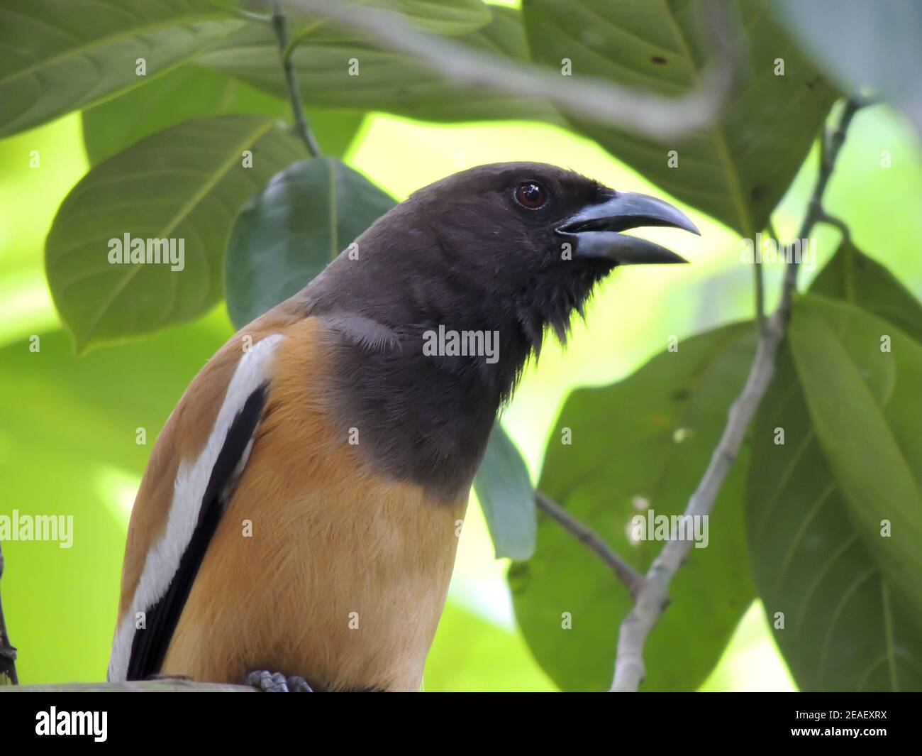 Closeup shot of a hooded pitohui on a tree branch Stock Photo - Alamy