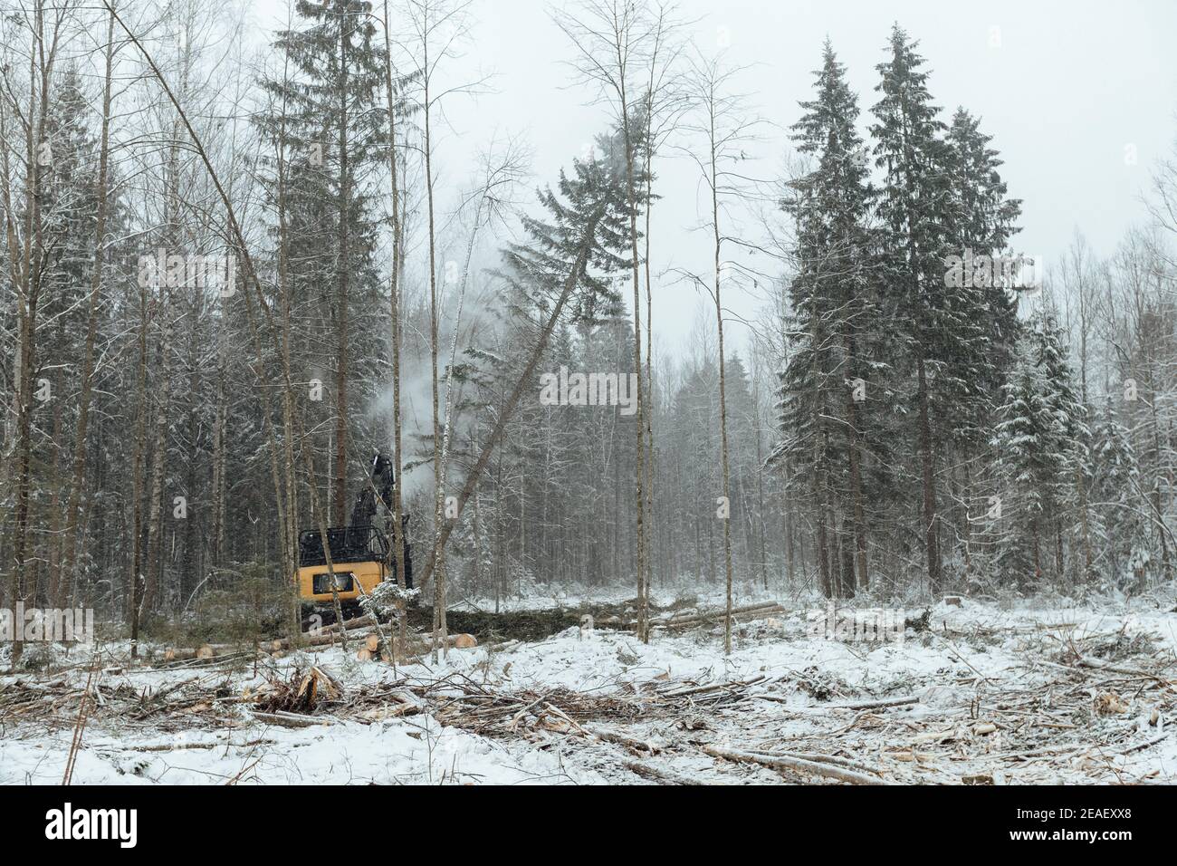 harvester cuts down trees, industrial harvesting of wood with the help ...