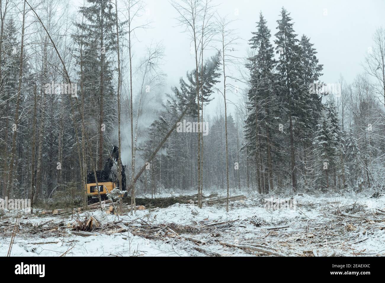 harvester cuts down trees, industrial harvesting of wood with the help ...