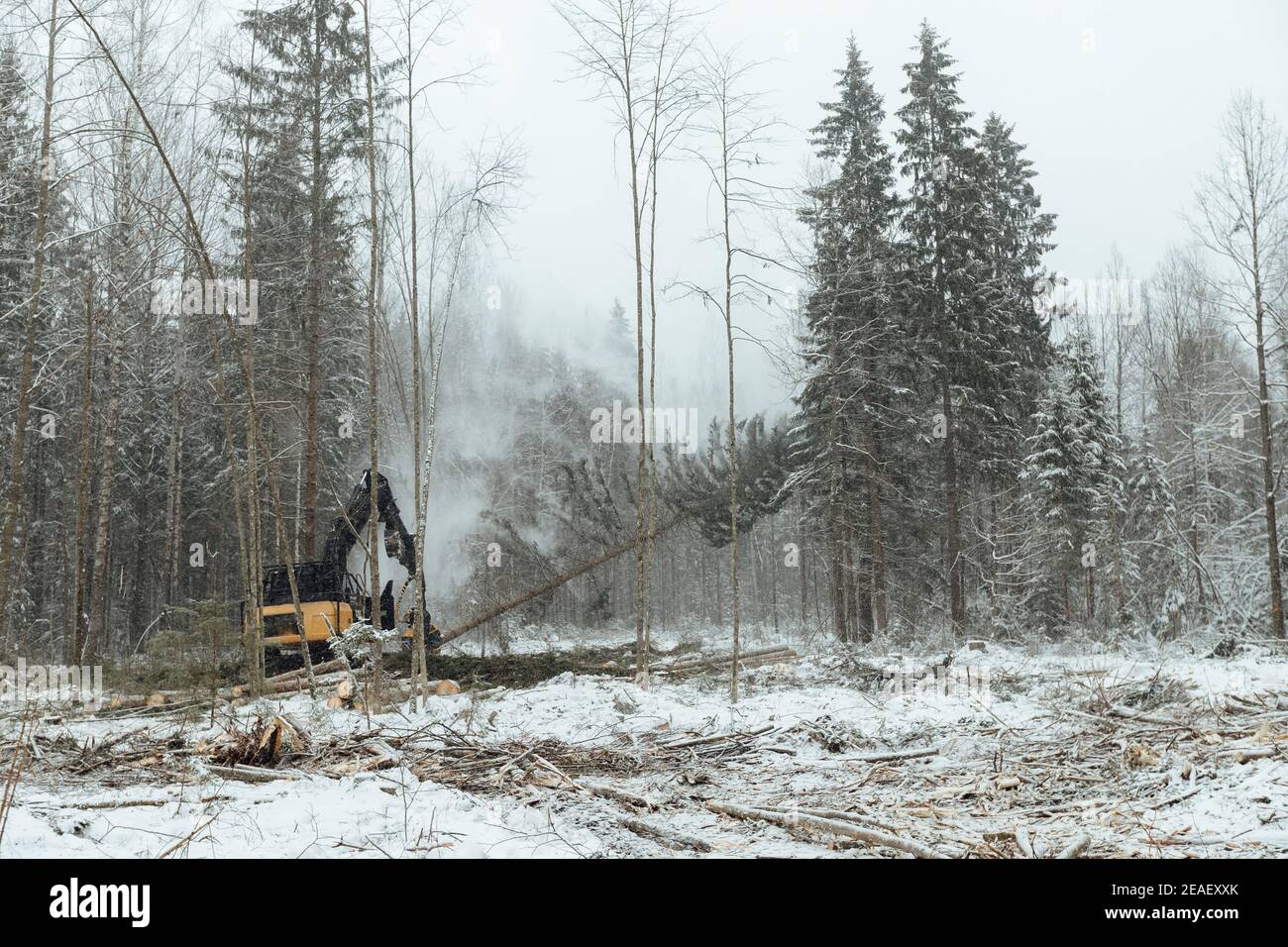 harvester cuts down trees, industrial harvesting of wood with the help ...