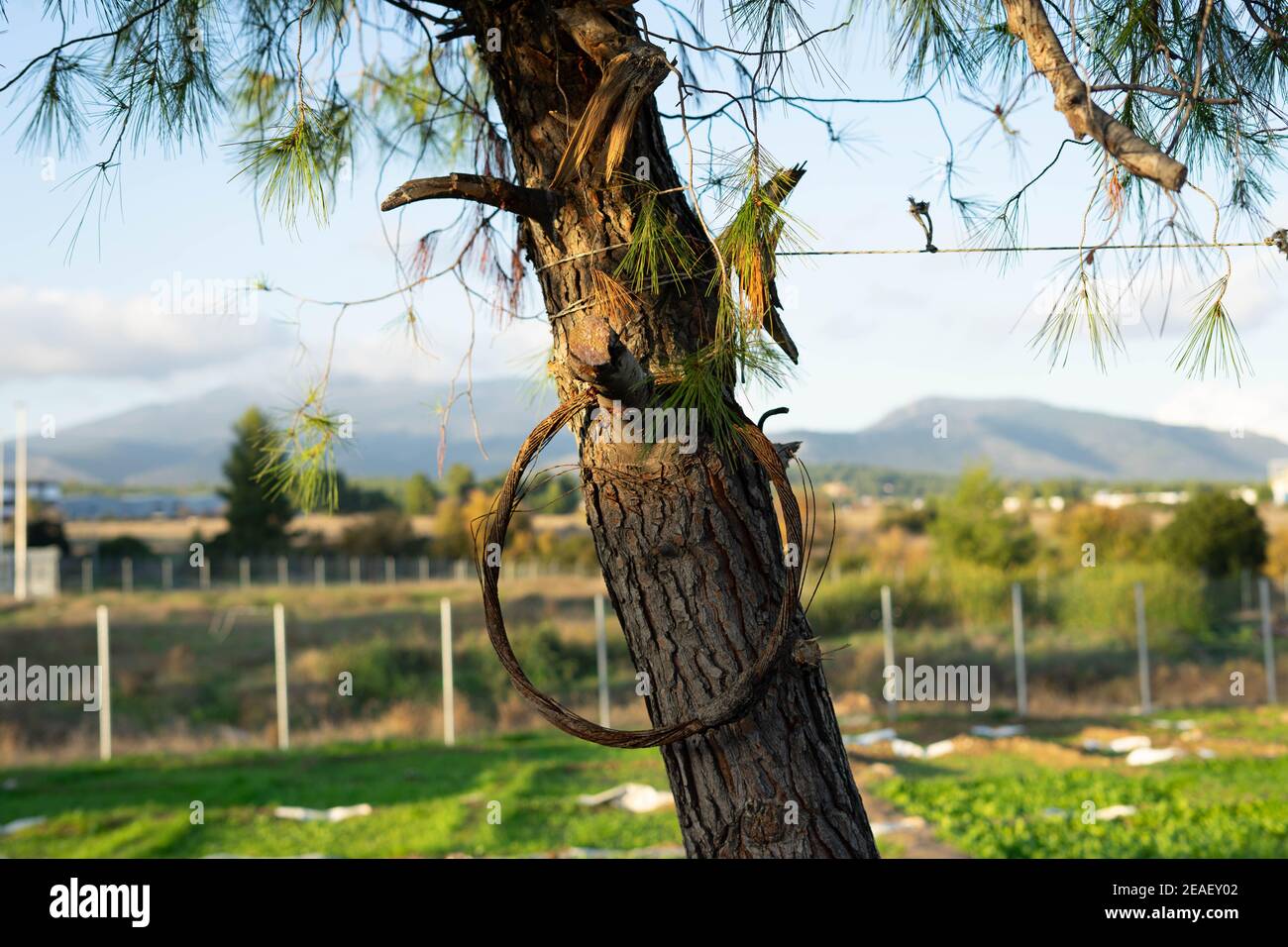 Hoop pine tree hi-res stock photography and images - Alamy