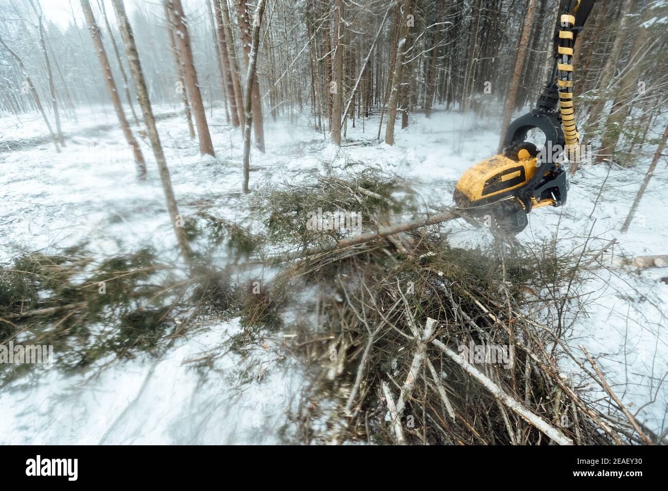 harvester cuts down trees, industrial harvesting of wood with the help ...