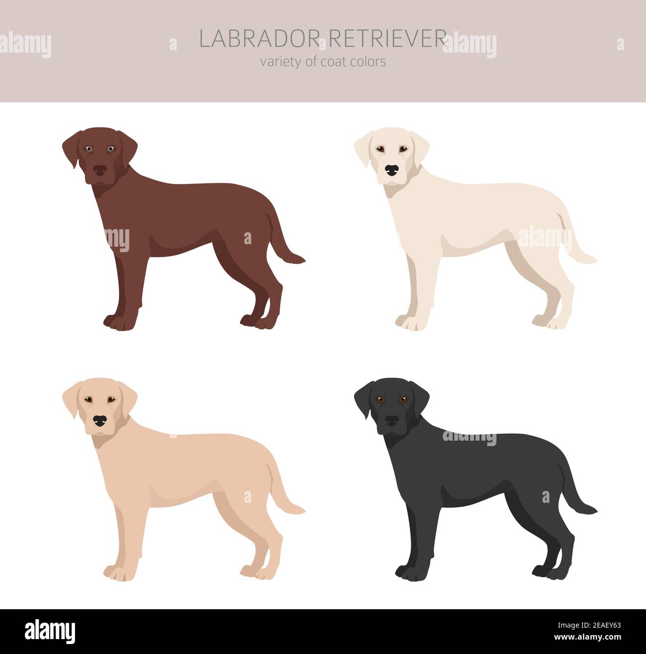 Labrador retriever dogs in different poses and coat colors. Adult and ...
