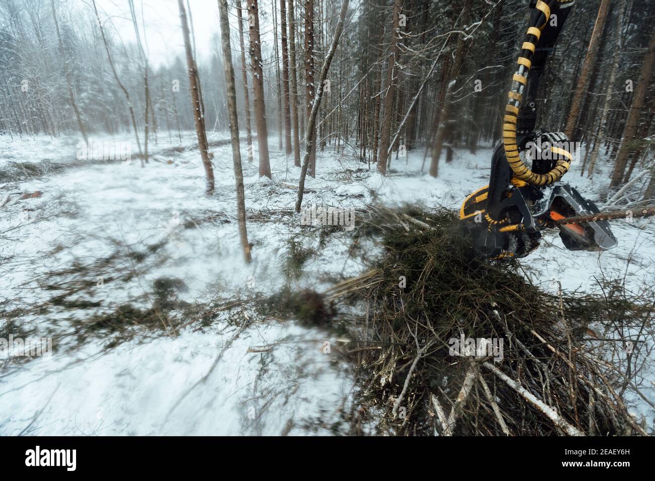 harvester cuts down trees, industrial harvesting of wood with the help ...