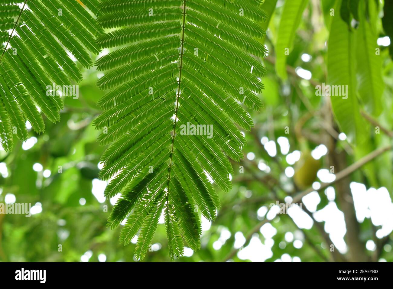 acacia leaf hanging from branch flowing from wind blow in garden Stock ...