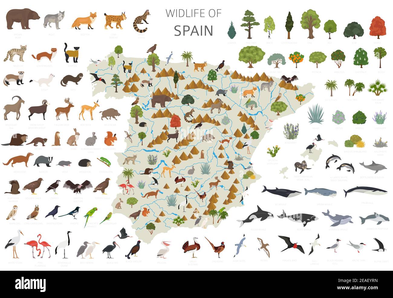 Flat design of Spain wildlife. Animals, birds and plants constructor ...