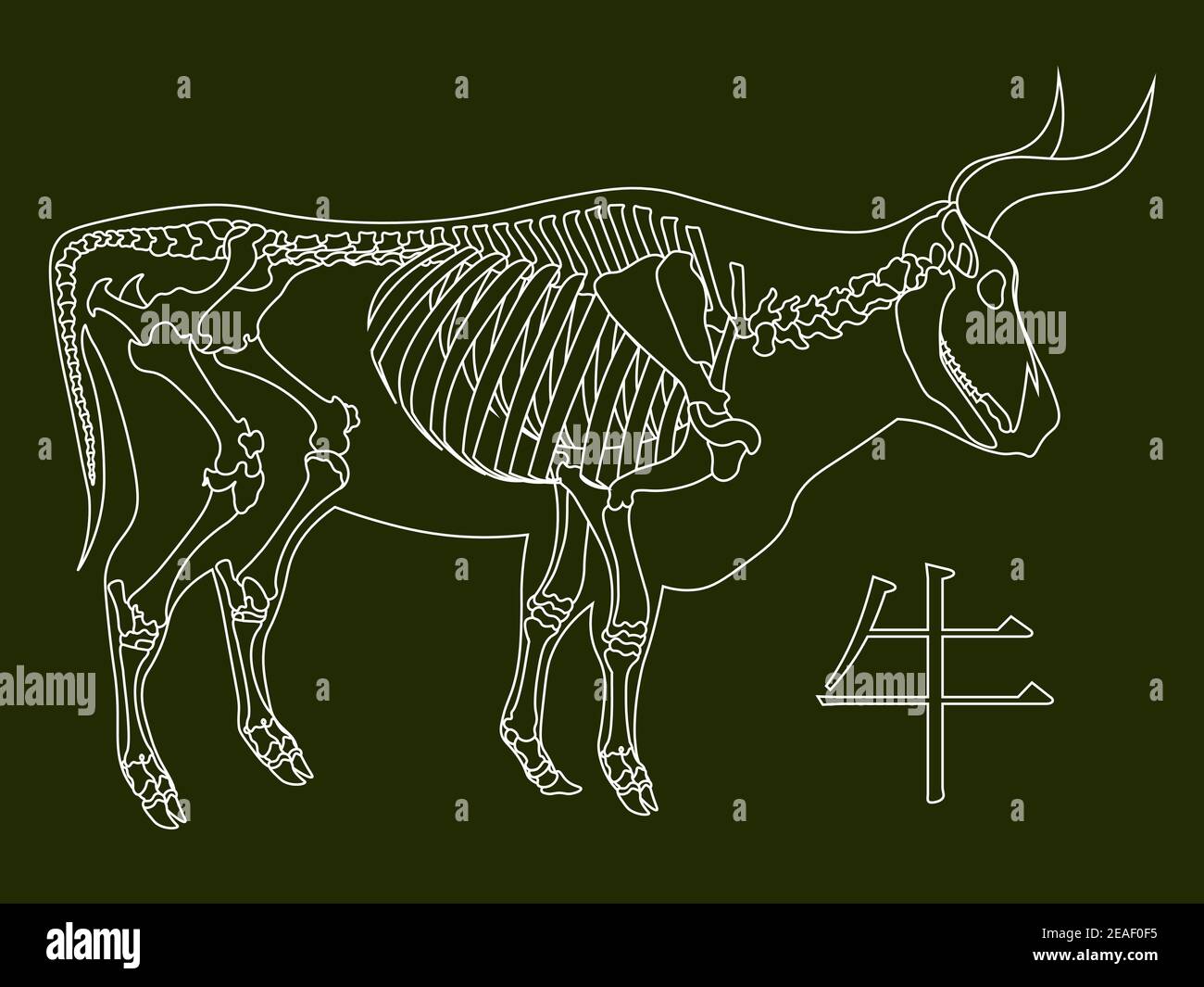 Ox outline hi-res stock photography and images - Alamy