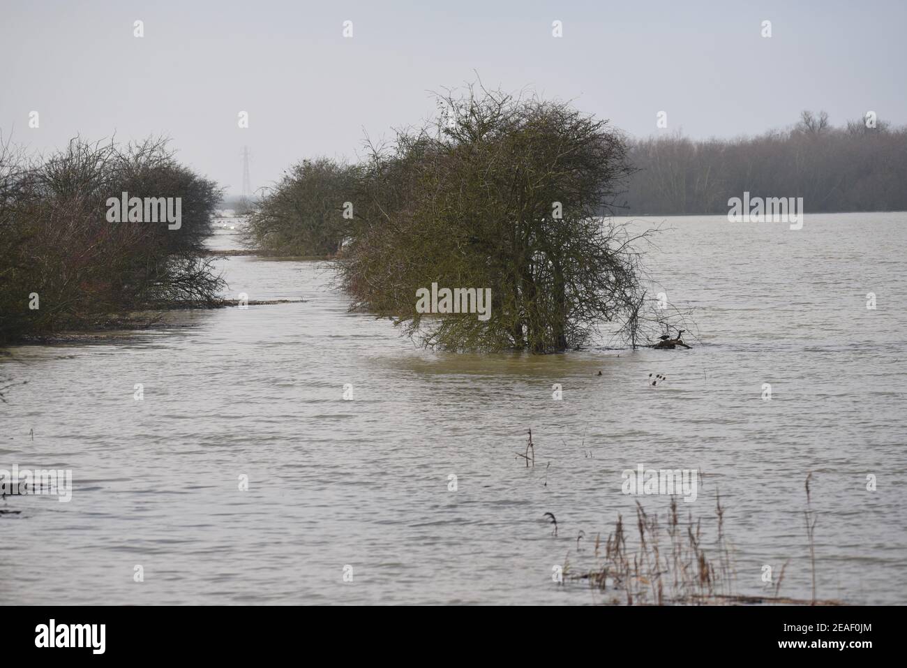 Nene washes hi-res stock photography and images - Alamy