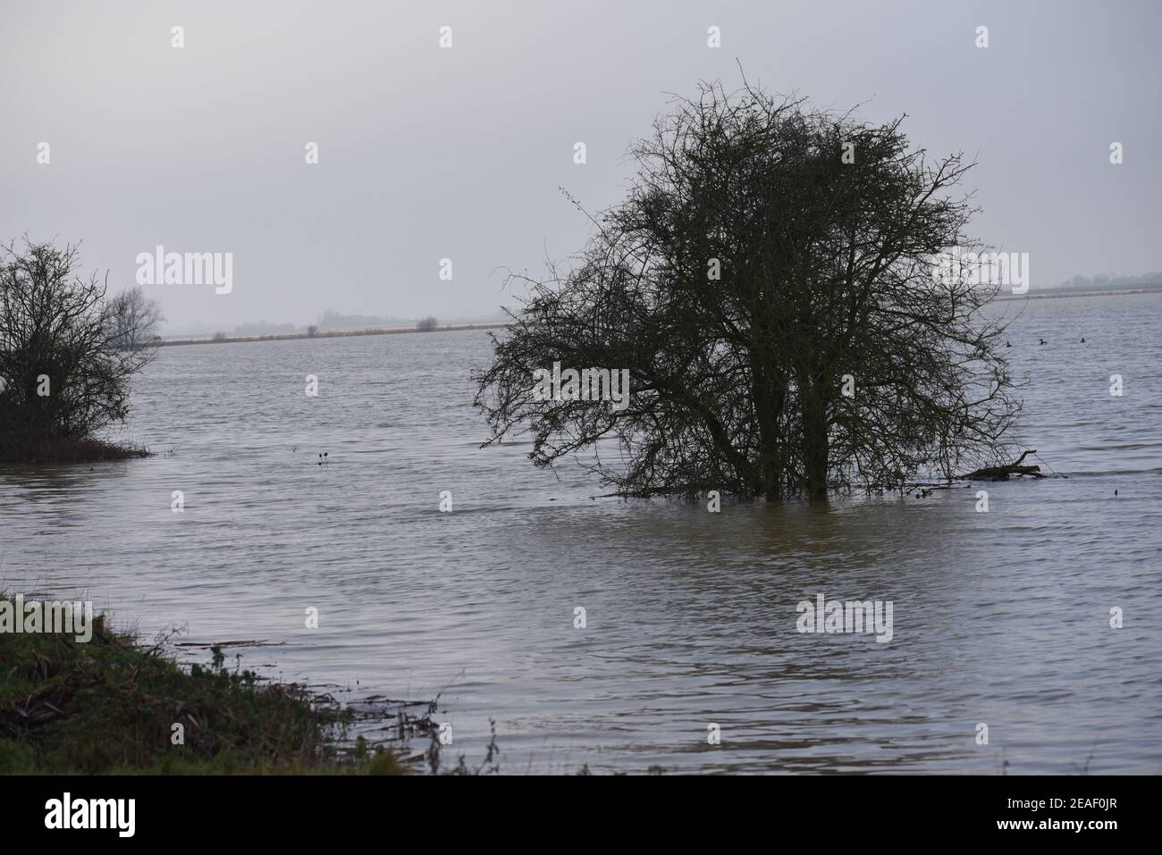 Nene Washes, Cambridgeshire Stock Photo - Alamy