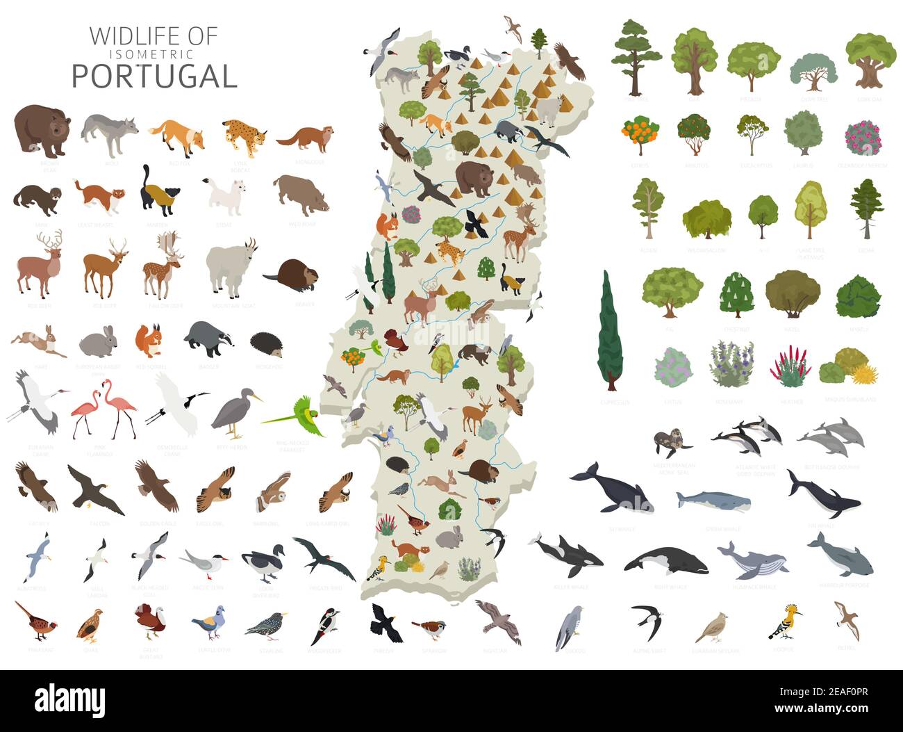 Isometric 3d design of Portugal wildlife. Animals, birds and plants ...
