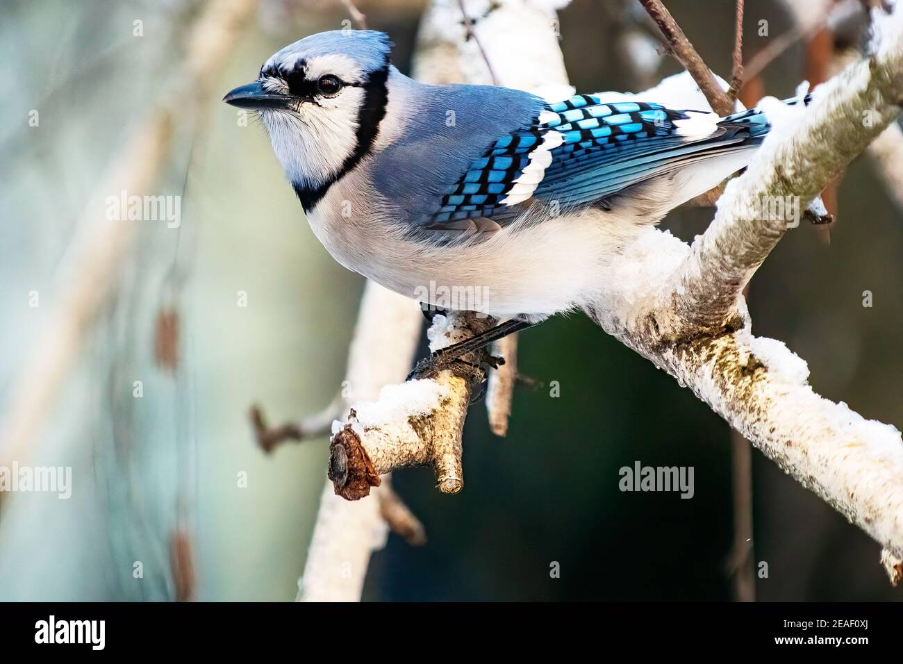 Blue jay portrait Stock Photo - Alamy