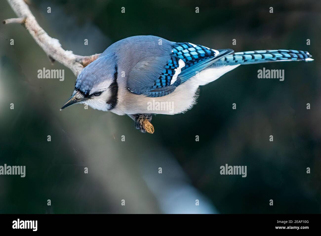 Blue jay portrait Stock Photo - Alamy