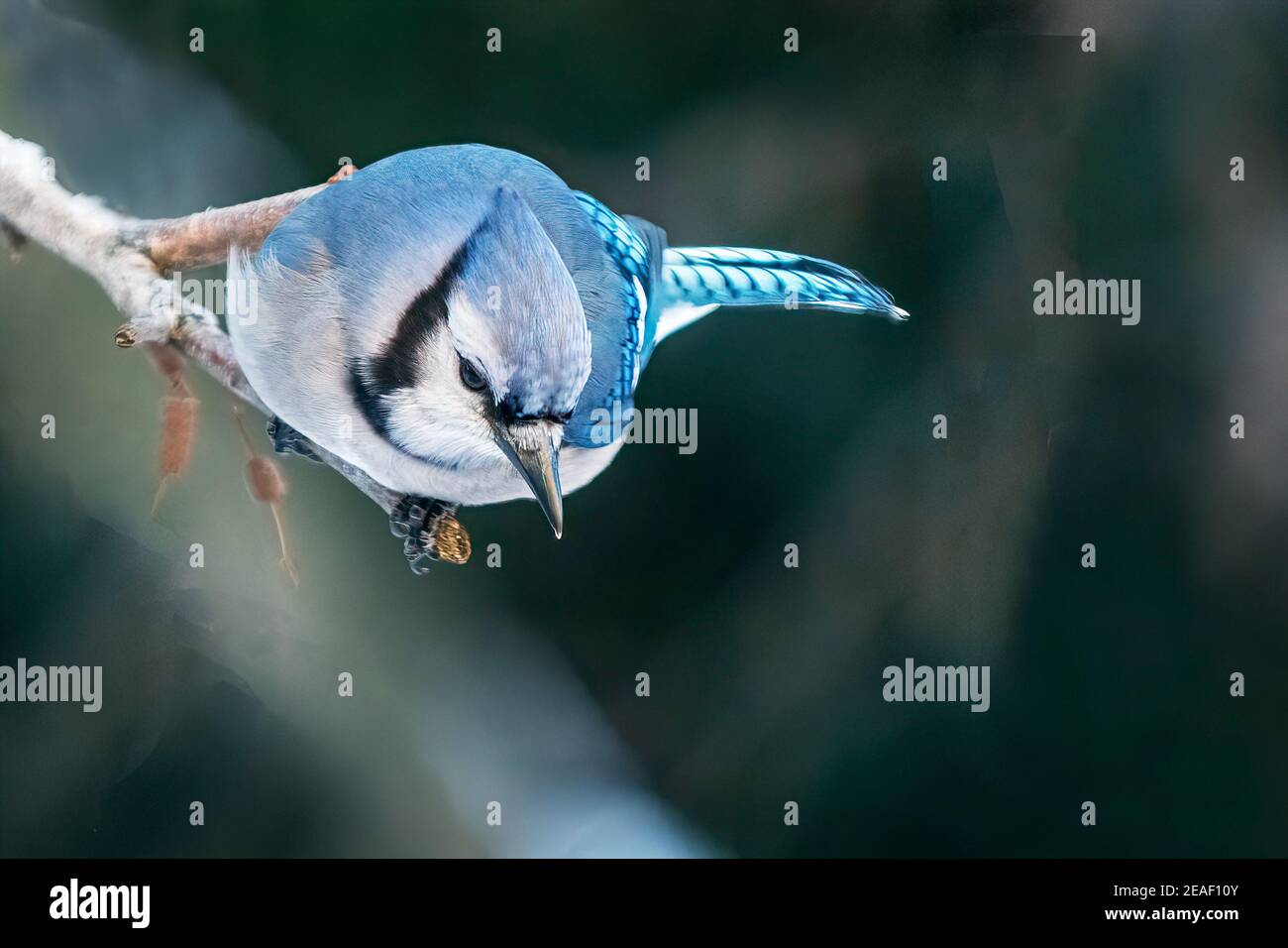 Blue jay portrait Stock Photo - Alamy