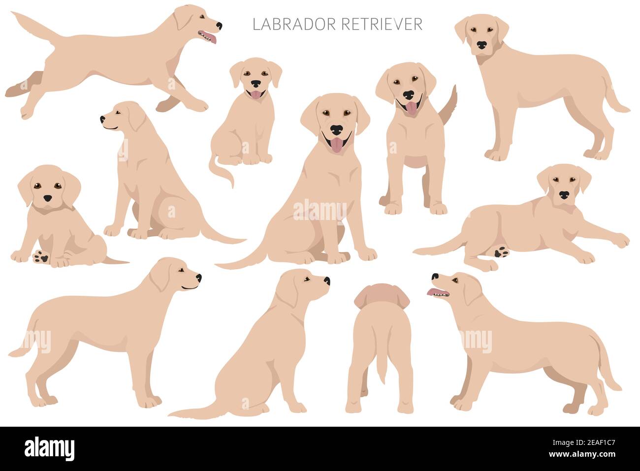 Labrador retriever dogs in different poses and coat colors. Adult and ...