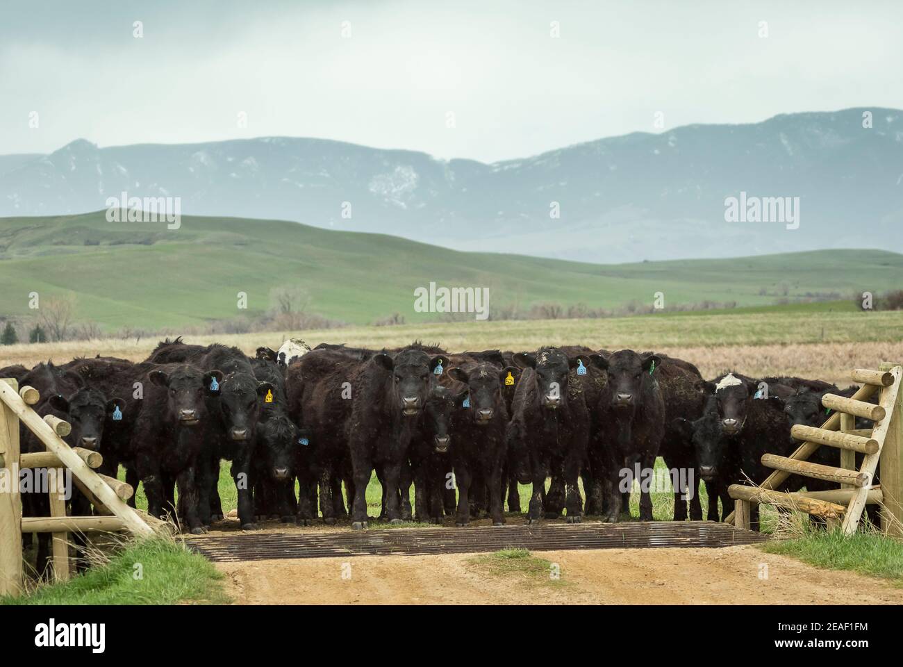 Cattle lined up at a cattle guard Stock Photo - Alamy