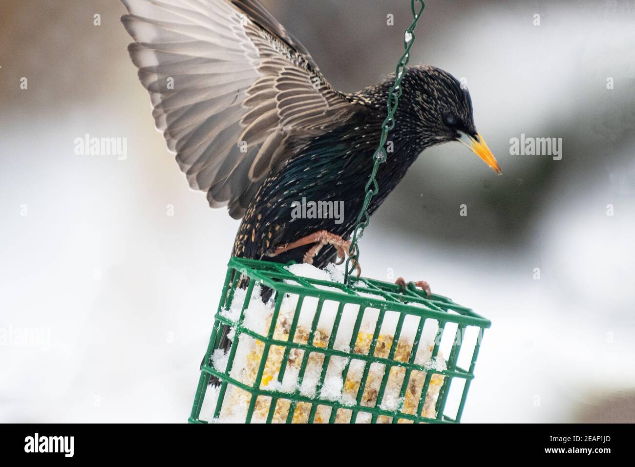 European starling at backyard winter suet feeder Stock Photo - Alamy