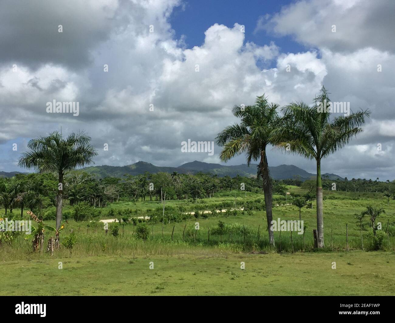 Tropical landscape view with palm trees and bright green landscape ...