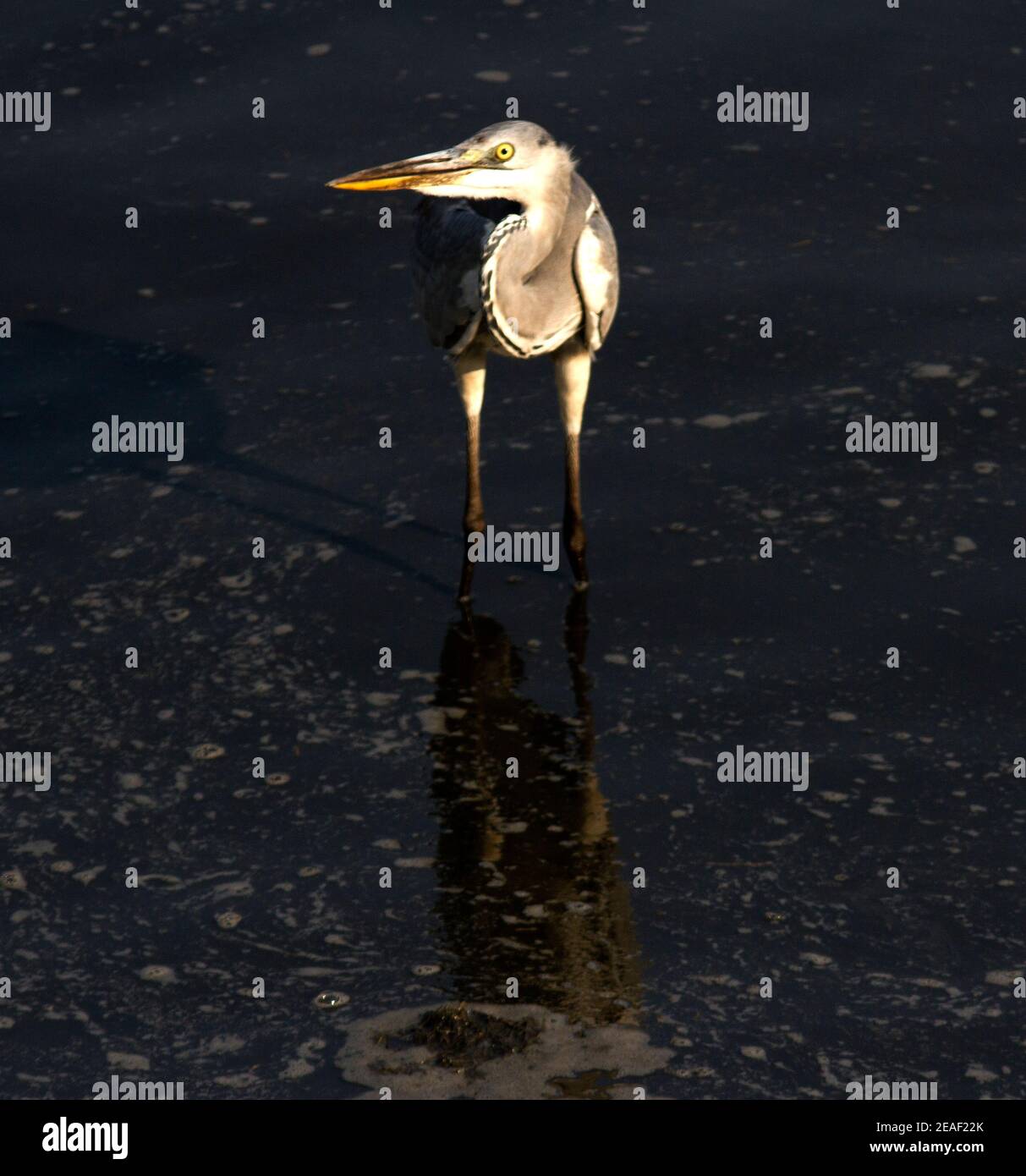 Katuma river hi-res stock photography and images - Alamy